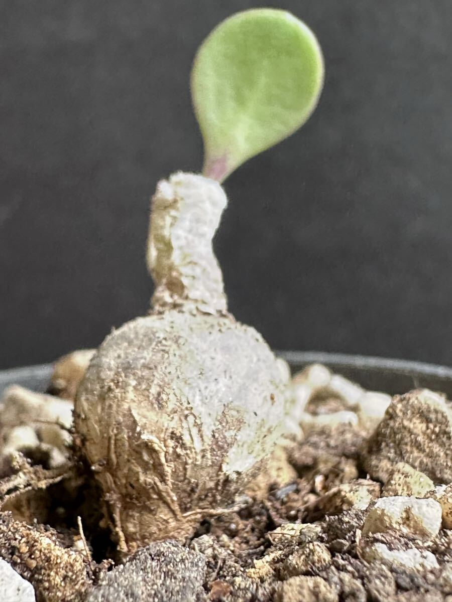 Yahoo!オークション - No.060 珍奇植物希少サボテン Othonna.intermedi...