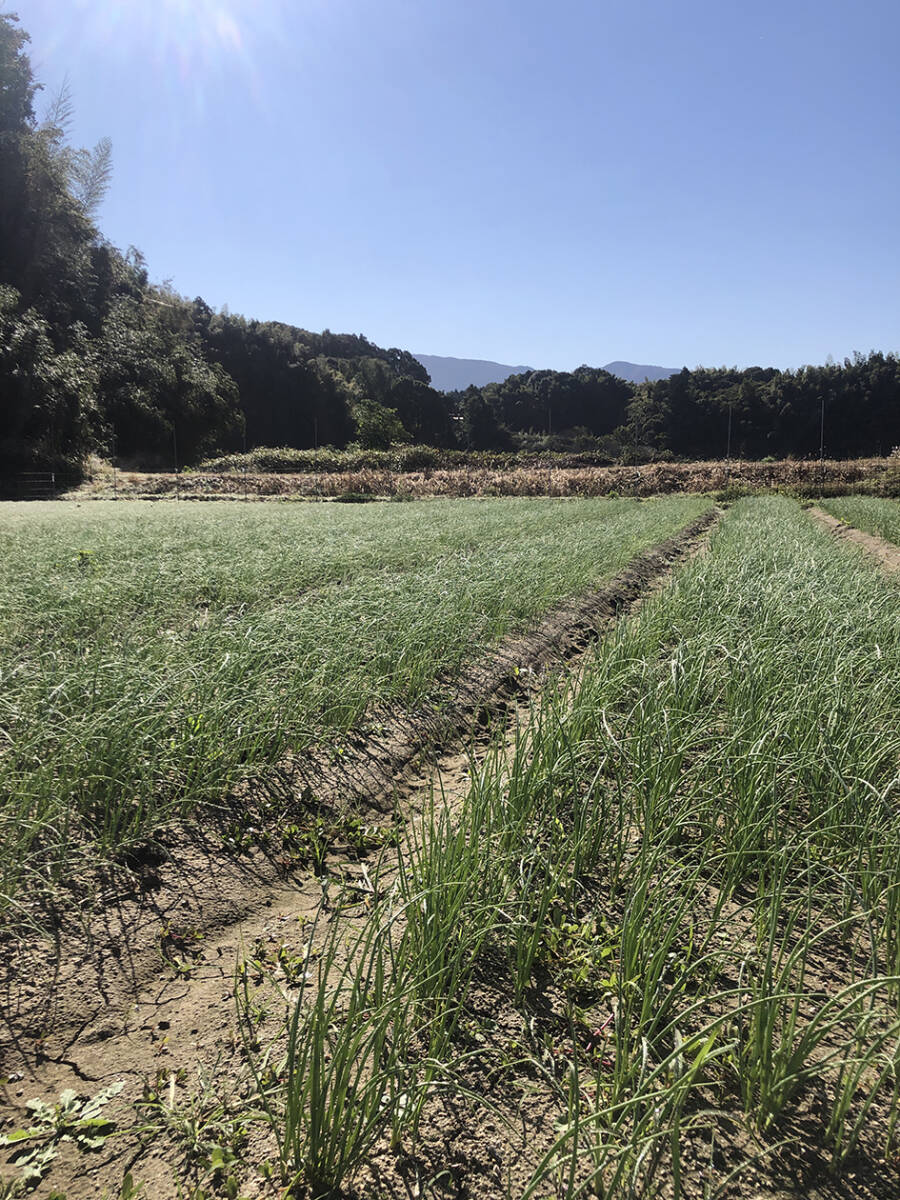 Yahoo!オークション - 1 玉ねぎ 苗 【早生 わせ「ソニック」】 50本 採...