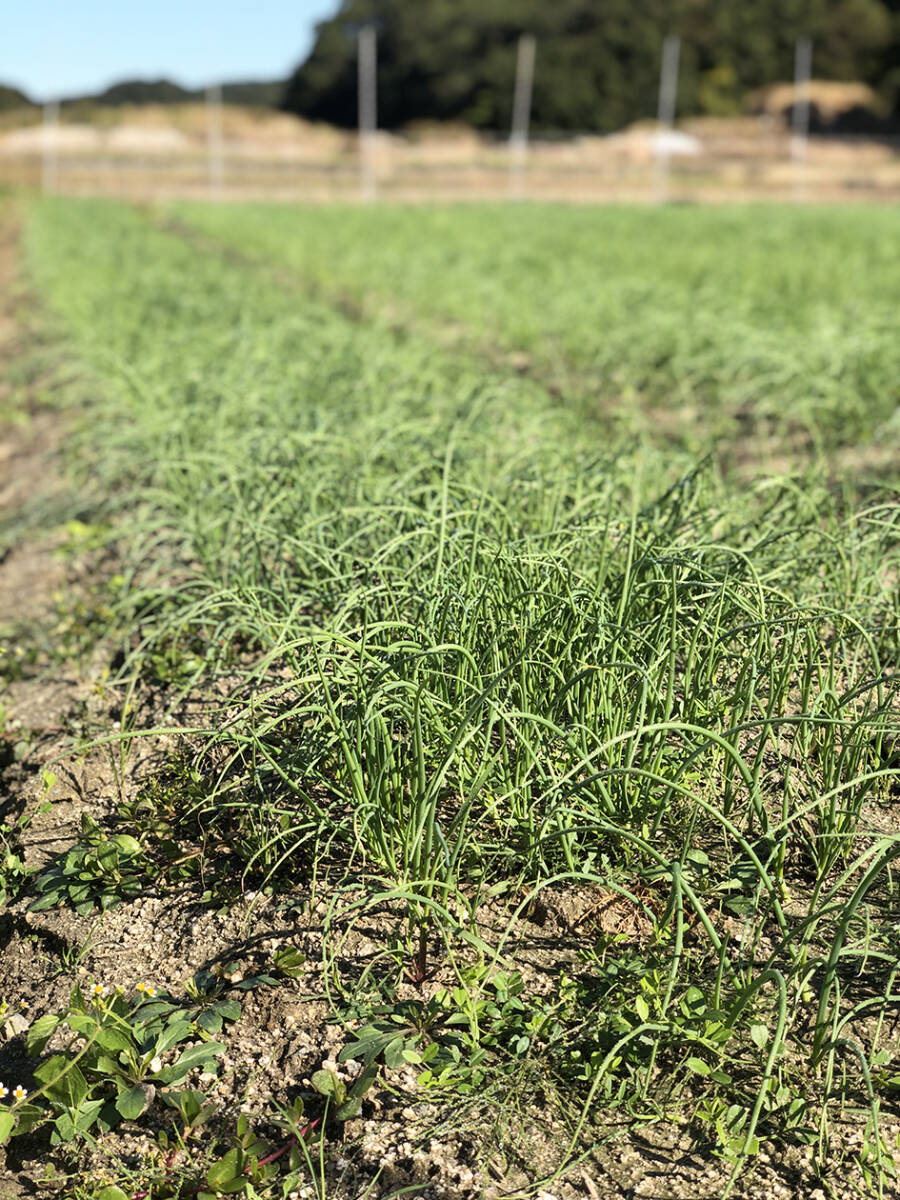 Yahoo!オークション - 1 玉ねぎ 苗 【早生 わせ「ソニック」】 50本 採...