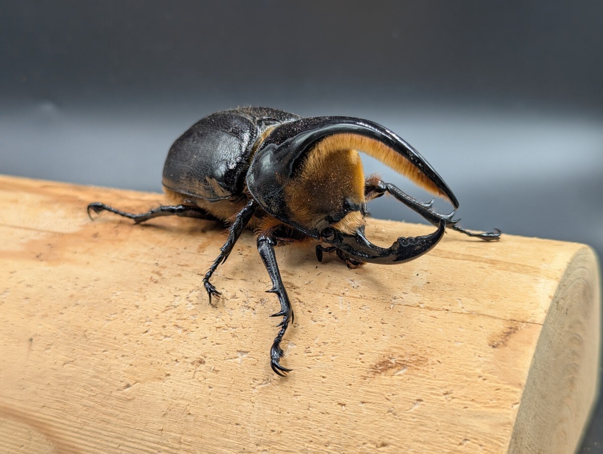 Yahoo!オークション - サタンオオカブト ♂約101mm ♀約63mm ...