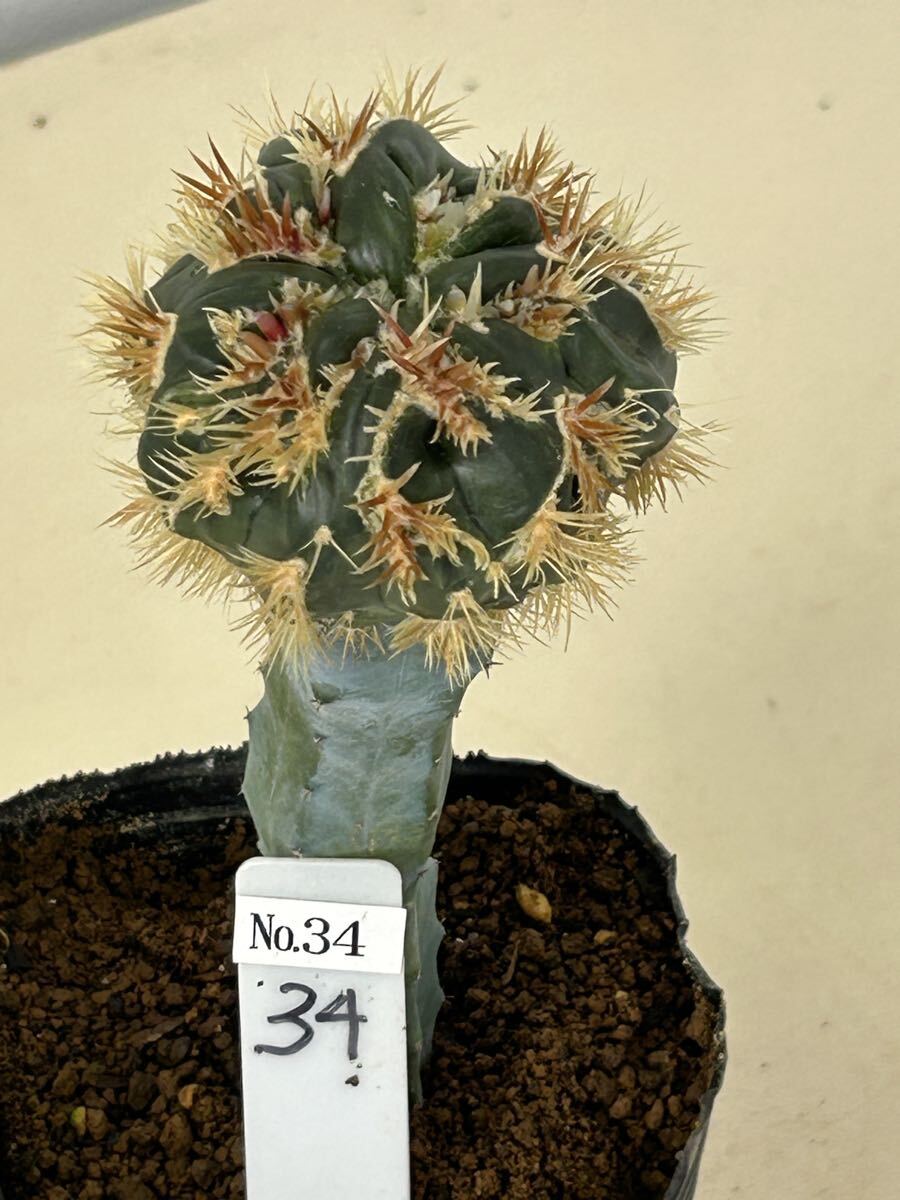 Yahoo!オークション - サボテン34綾波モンスト錦