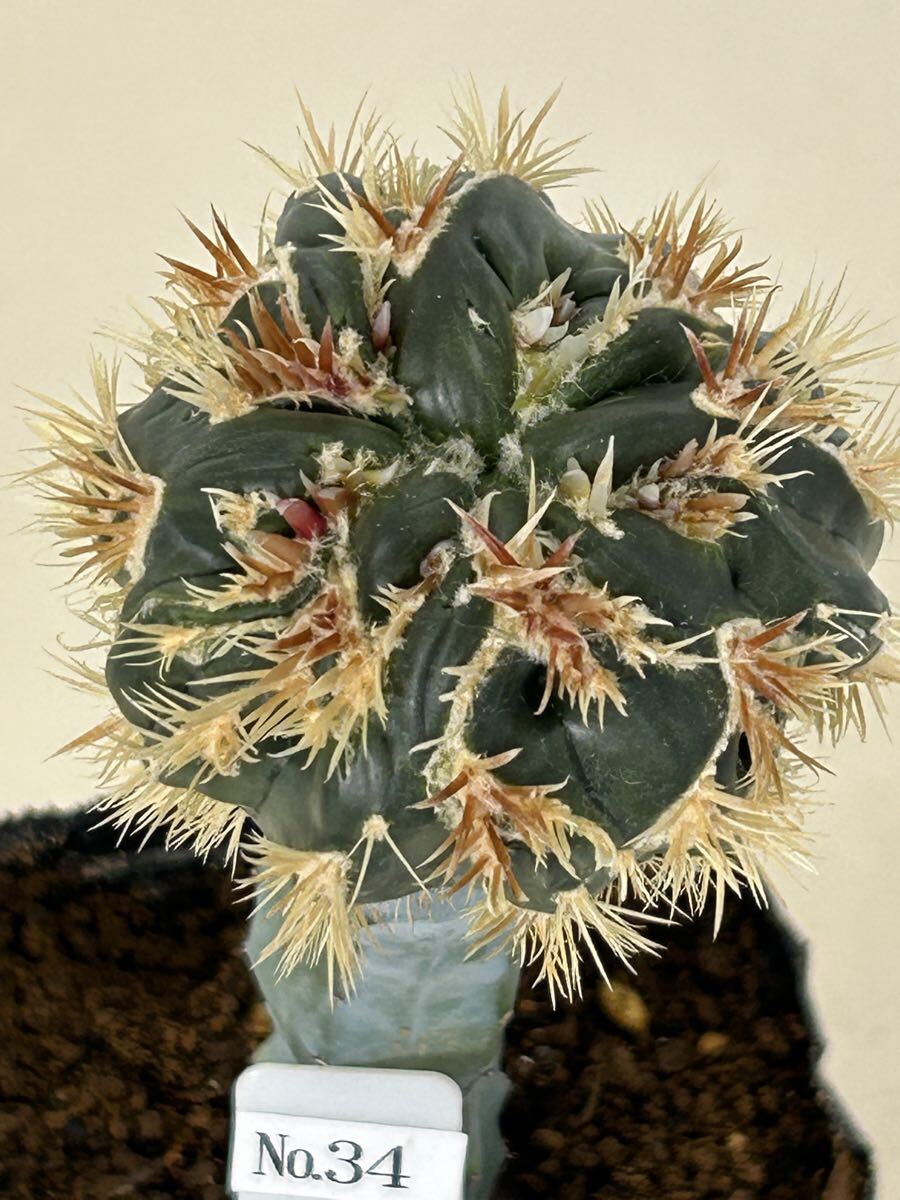 Yahoo!オークション - サボテン34綾波モンスト錦