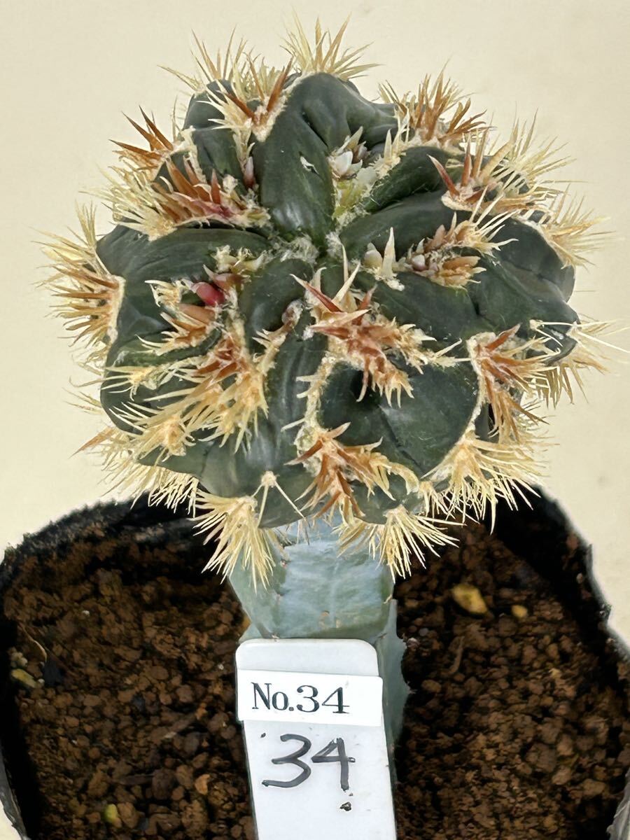 Yahoo!オークション - サボテン34綾波モンスト錦