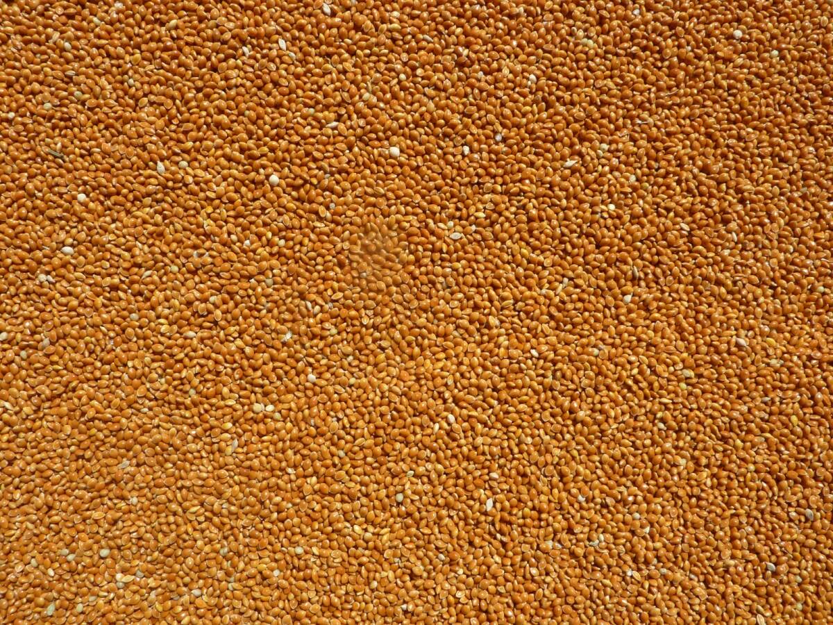 Yahoo!オークション - 赤キビ 2kg