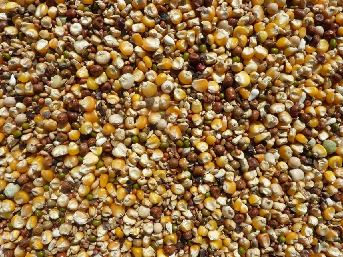 Yahoo!オークション - 鳩の餌 品名なし 2kg