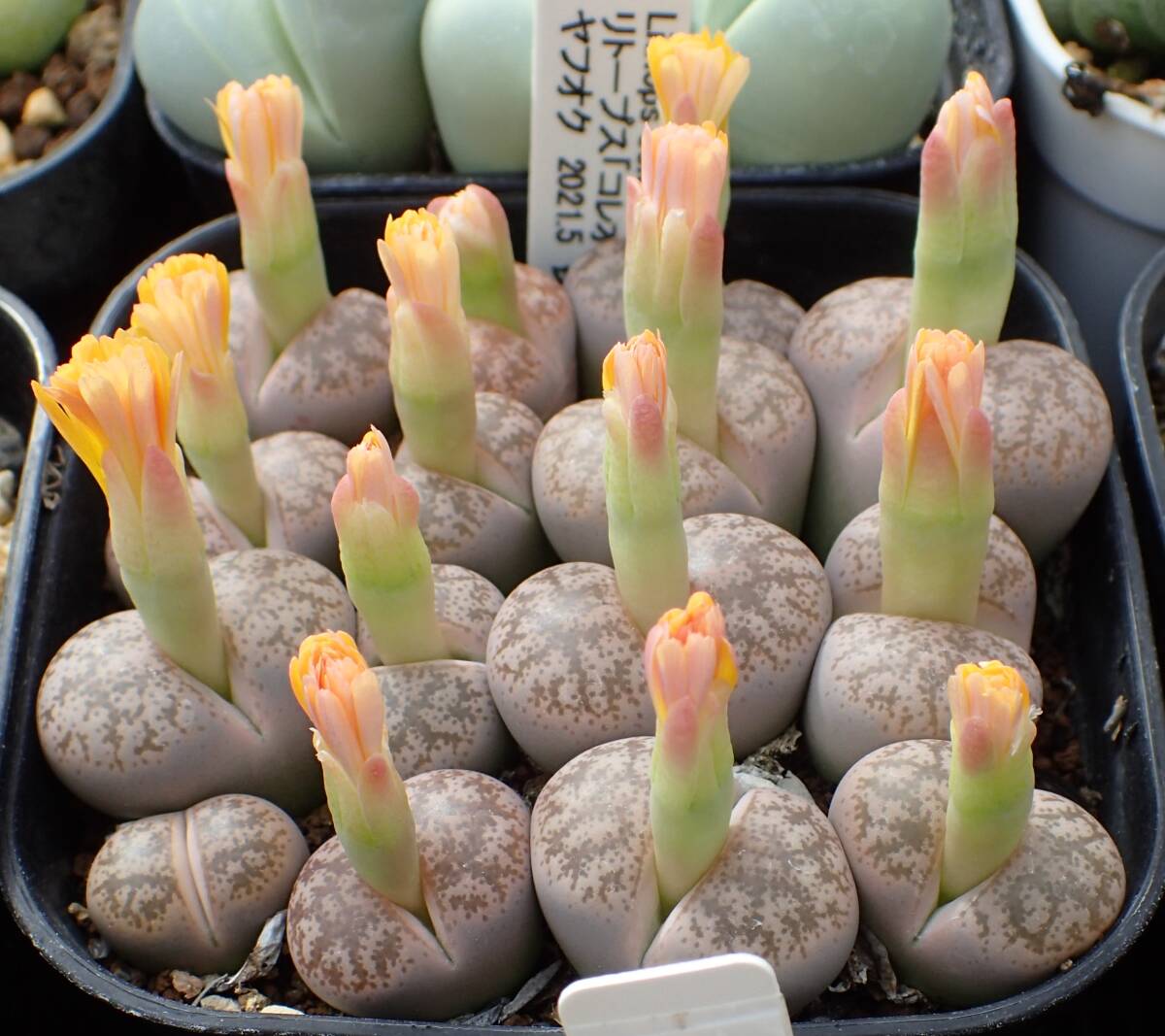 Yahoo!オークション - リトープス「コレオルム C396」15苗セット