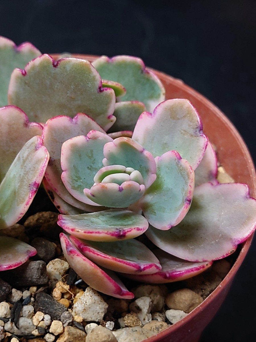多肉植物 胡蝶の舞錦 カット苗 微根|Yahoo!フリマ(旧PayPay 多肉植物 胡蝶の舞錦 カット苗 微根|Yahoo!フリマ(旧PayPay