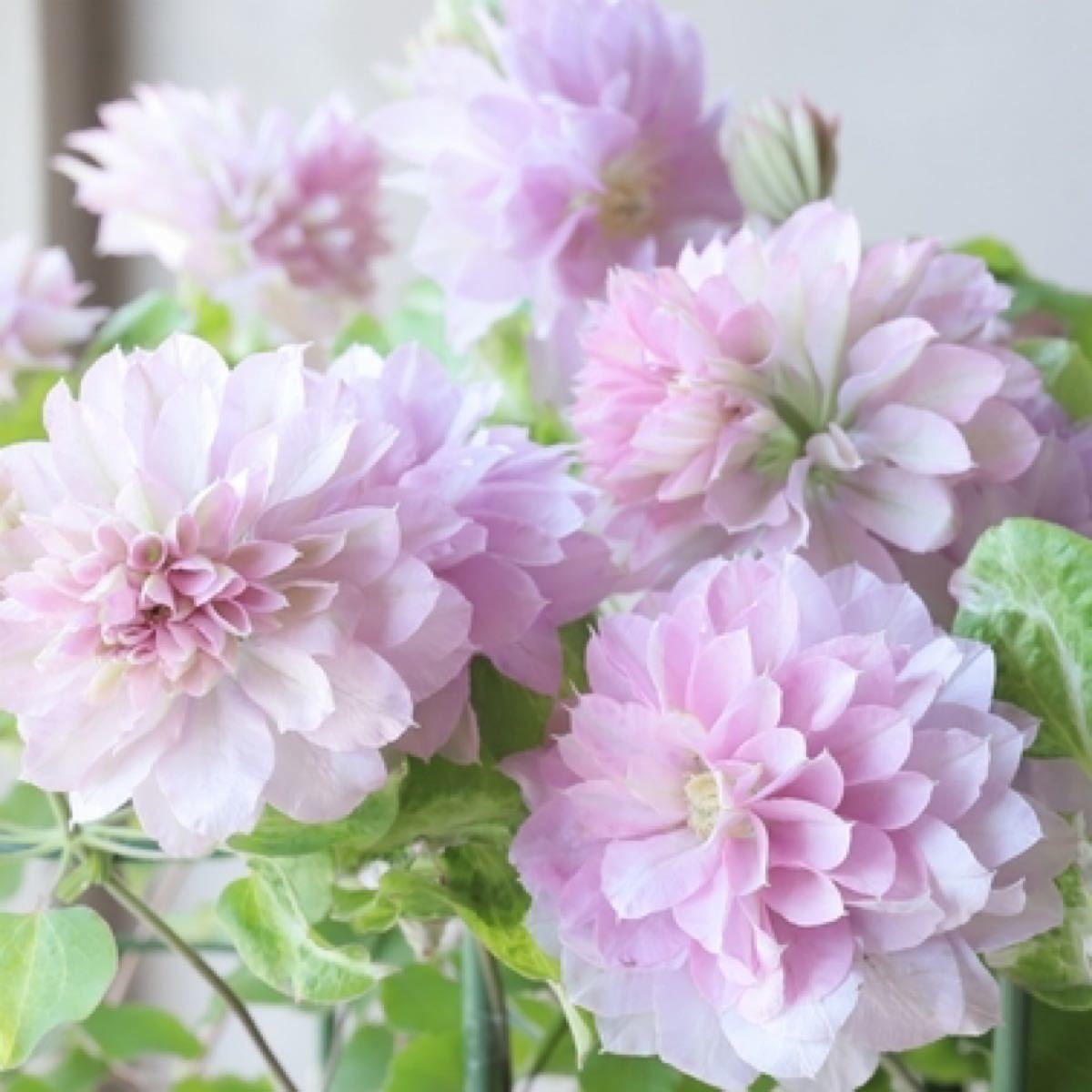 値下げしました 【希少種】八重咲きクレマチス ゆいか 6号鉢(花 値下げしました 【希少種】八重咲きクレマチス ゆいか 6号鉢(花