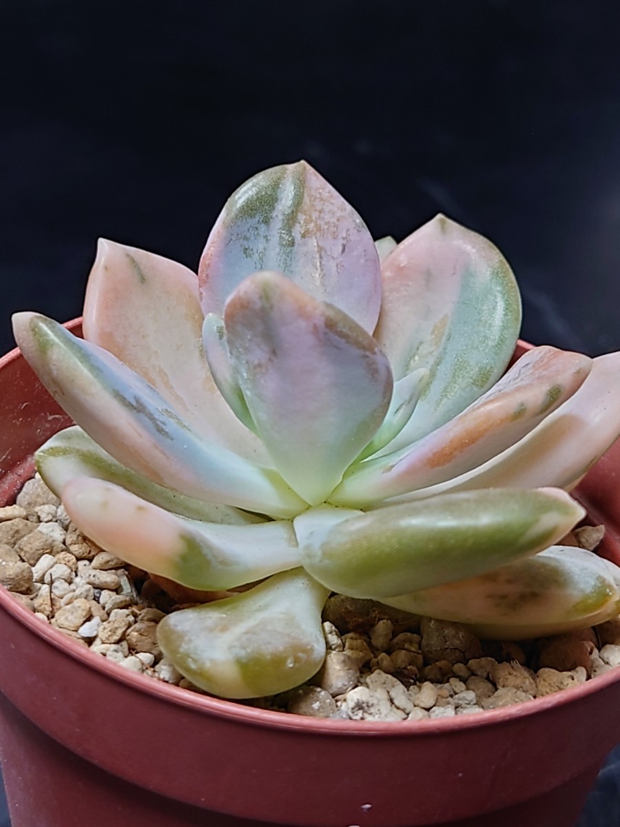 多肉植物 韓国苗 石蓮花錦|Yahoo!フリマ(旧PayPayフリマ) 多肉植物 韓国苗 石蓮花錦|Yahoo!フリマ(旧PayPayフリマ)