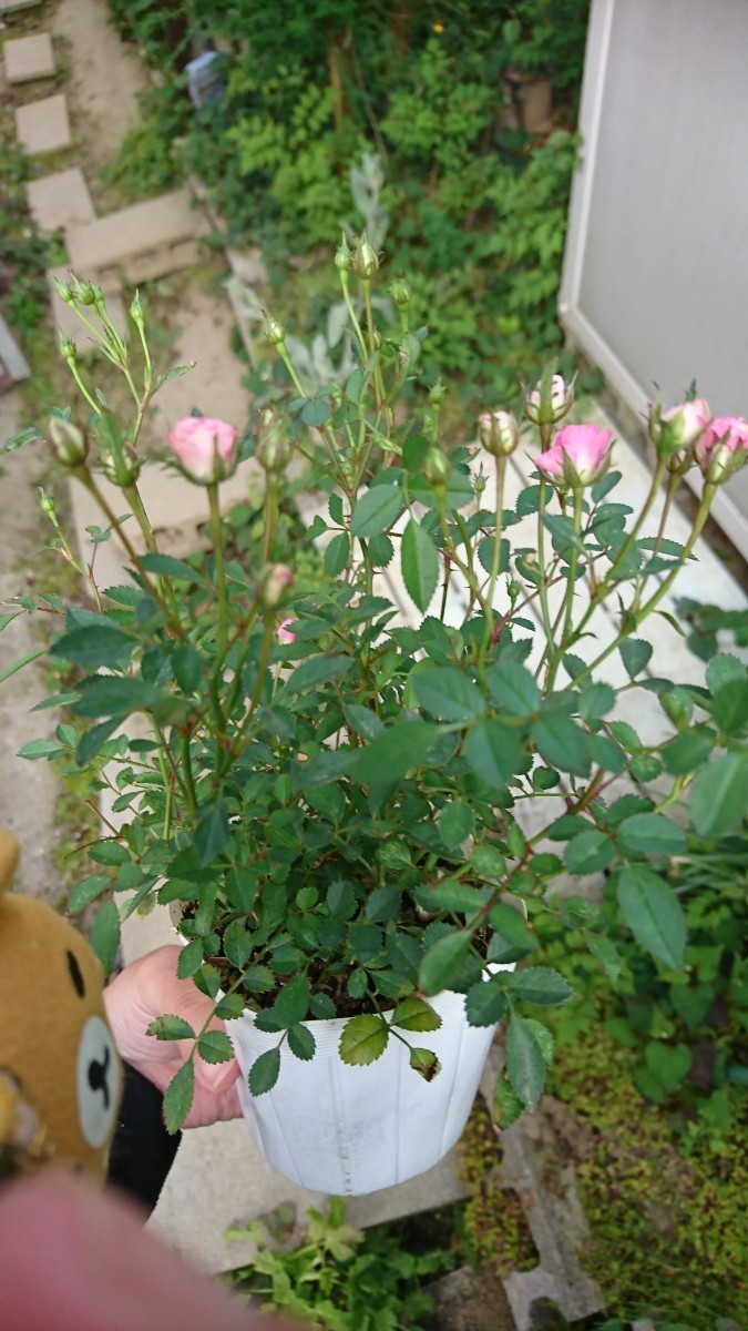 即購入× 蕾40個以上 四季咲きミニバラ極小輪スプレー咲き 即購入× 蕾40個以上 四季咲きミニバラ極小輪スプレー咲き