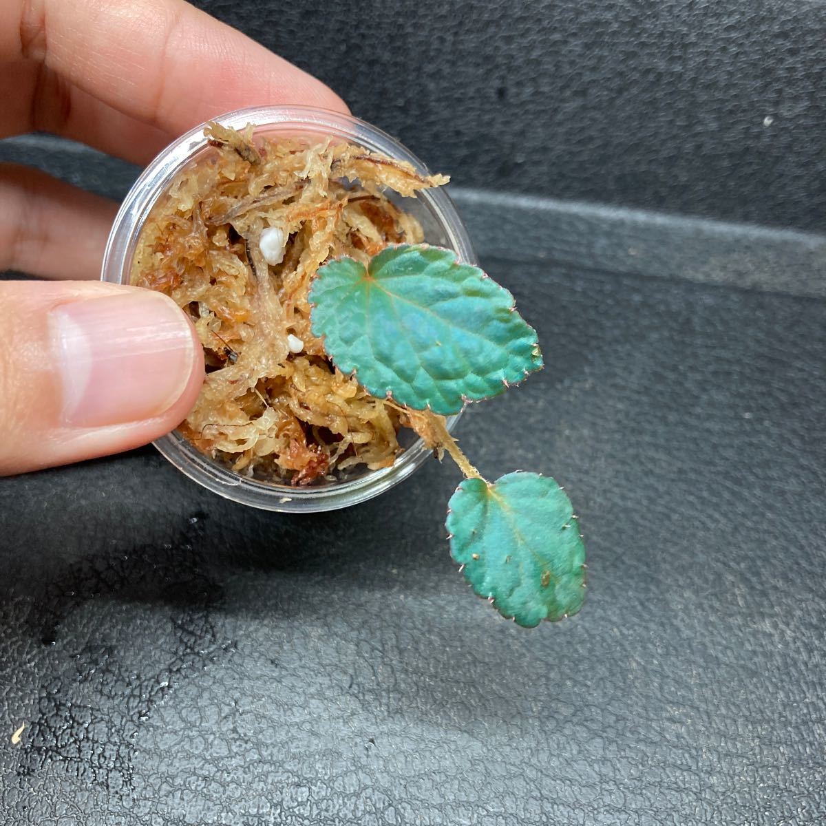 ベゴニアsp バッカン Begonia sp Bac Kan YH1117|Yahoo!フリマ ベゴニアsp バッカン Begonia sp Bac Kan YH1117|Yahoo!フリマ
