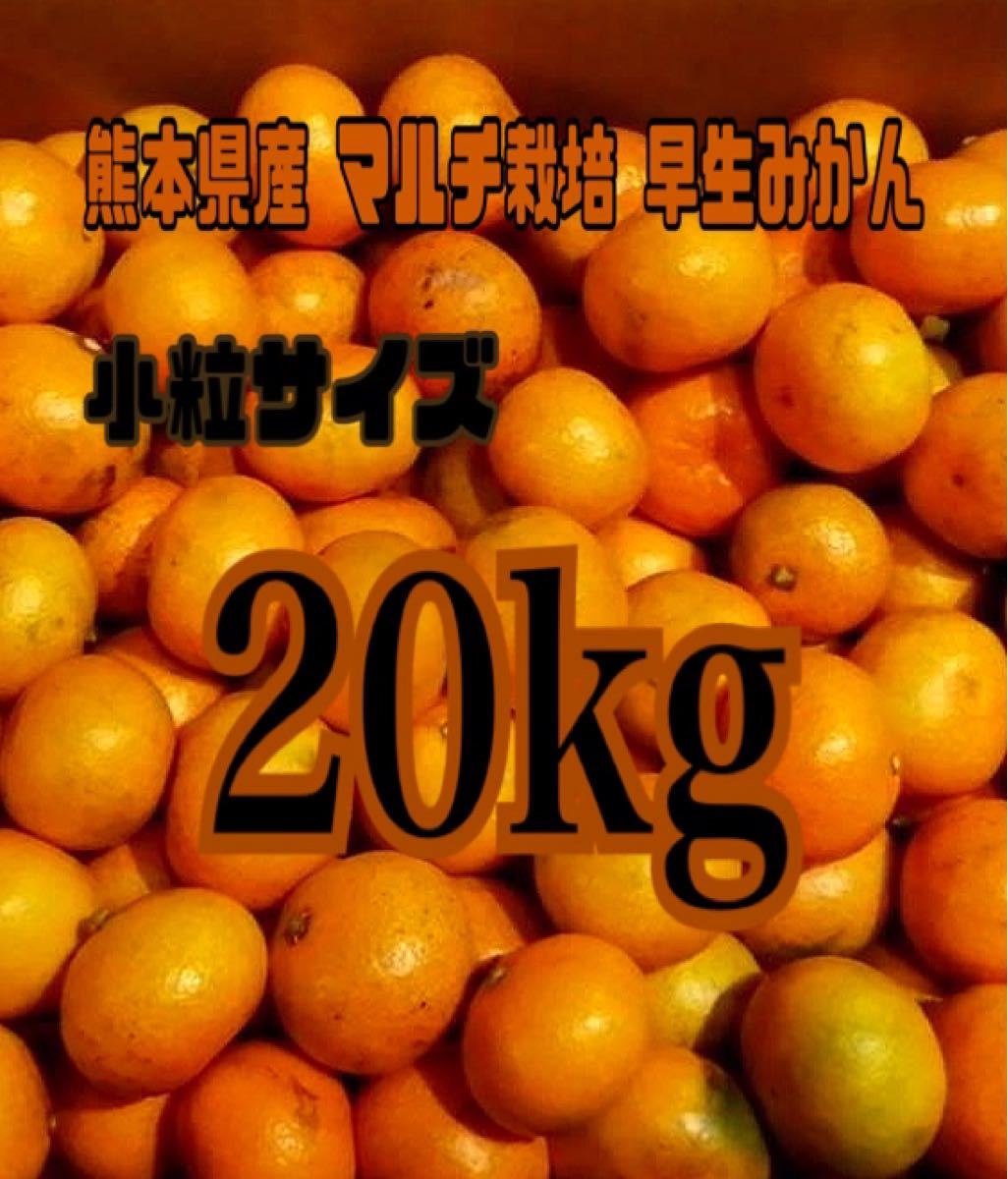 熊本県産 早生みかん 小粒サイズ 20kg｜PayPayフリマ