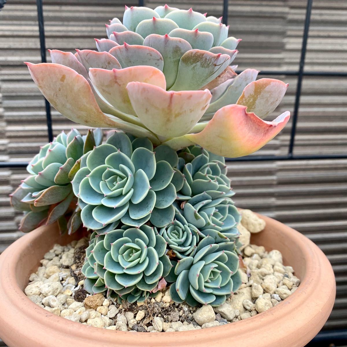 多肉植物 七福神 大株|Yahoo!フリマ(旧PayPayフリマ) 多肉植物 七福神 大株|Yahoo!フリマ(旧PayPayフリマ)