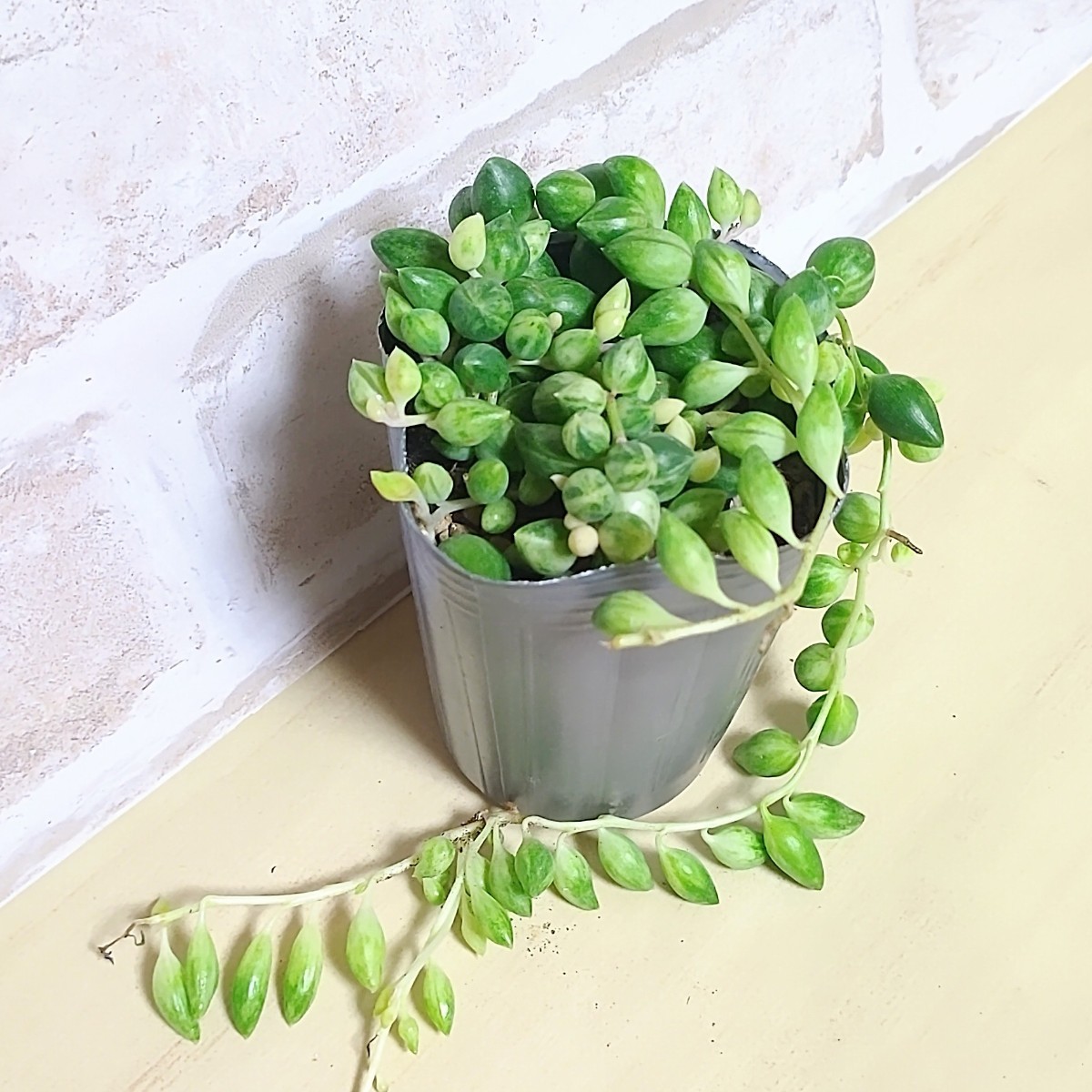抜き苗】エンジェルティアーズ錦 多肉植物 セネシオ 紅葉 抜き苗】エンジェルティアーズ錦 多肉植物 セネシオ 紅葉
