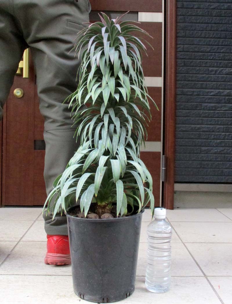 Yahoo!オークション - 【現品】ユッカ デスメティアーナ 7号鉢 A782