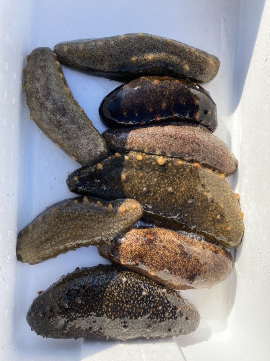 Yahoo!オークション - 1kg用 活き 青なまこ 約1kg 写真は1kg2個分です ...