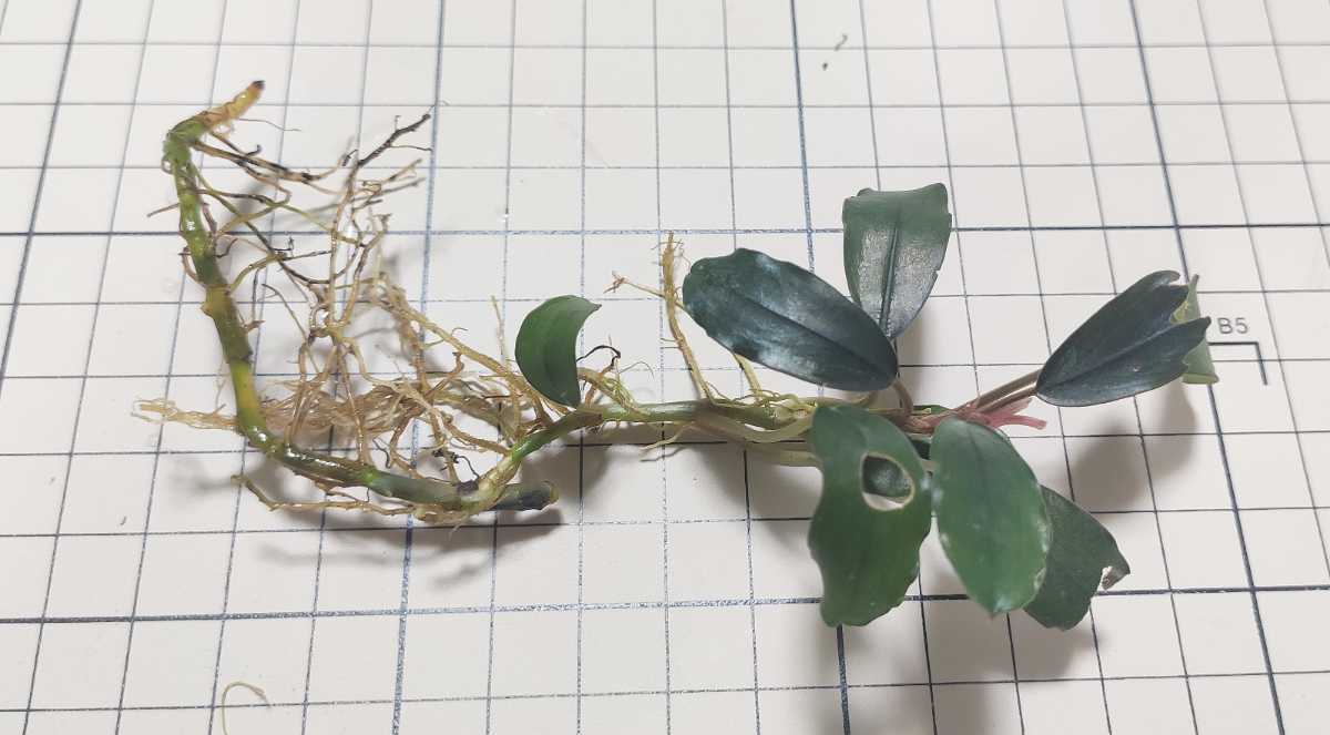 Yahoo!オークション - No97 bucephalandra sp. red emparu