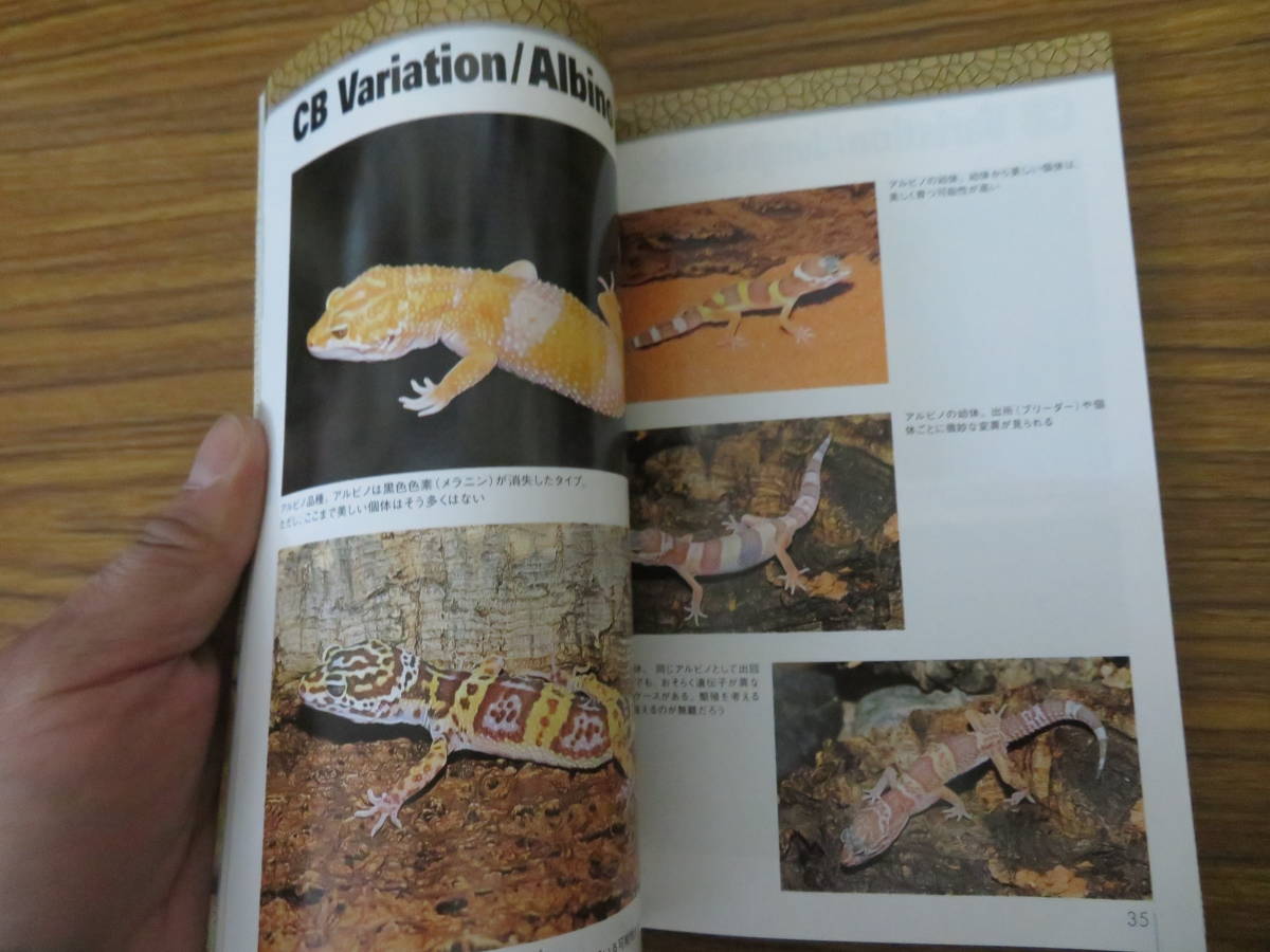 Yahoo!オークション - ヒョウモントカゲモドキ とその仲間/39B