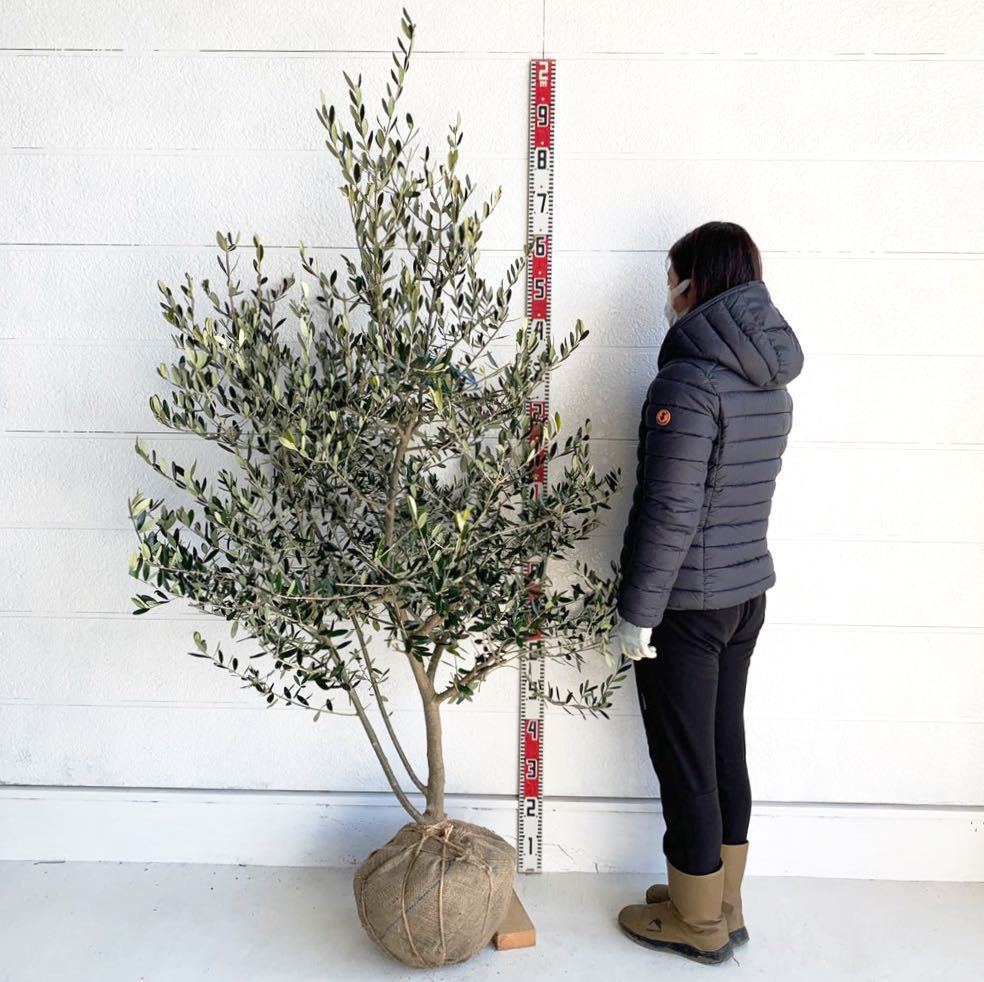 Yahoo!オークション - オリーブ フラントイオ 約190cm シンボルツリー ...