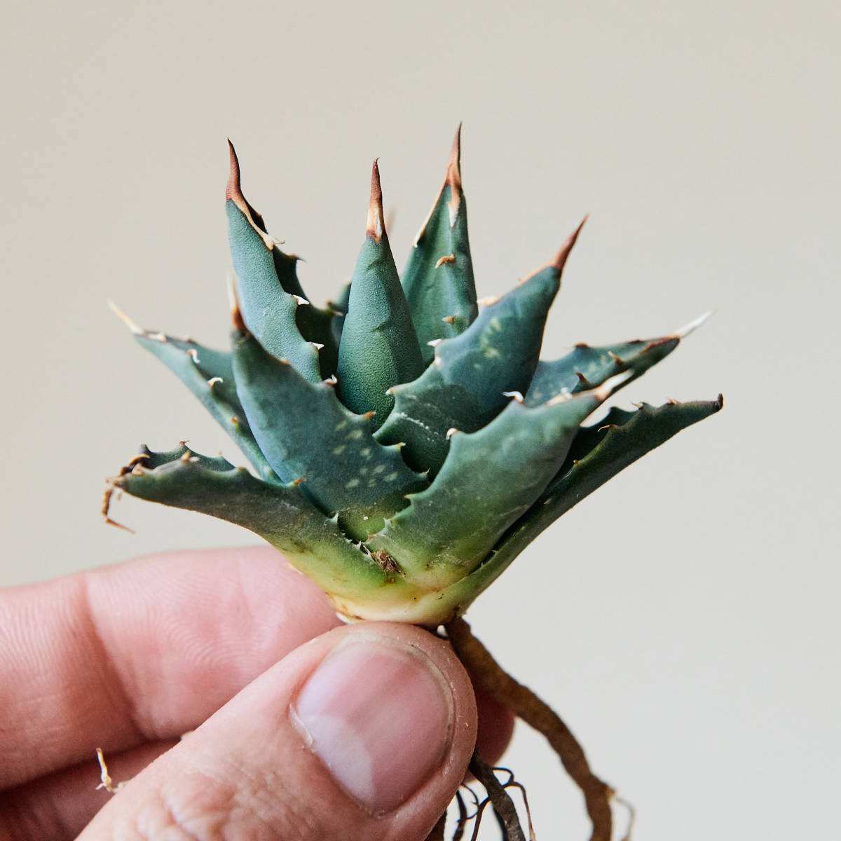 アガベ ユタエンシス エボリスピナ 実生 15 Agave utahensis アガベ ユタエンシス エボリスピナ 実生 15 Agave utahensis
