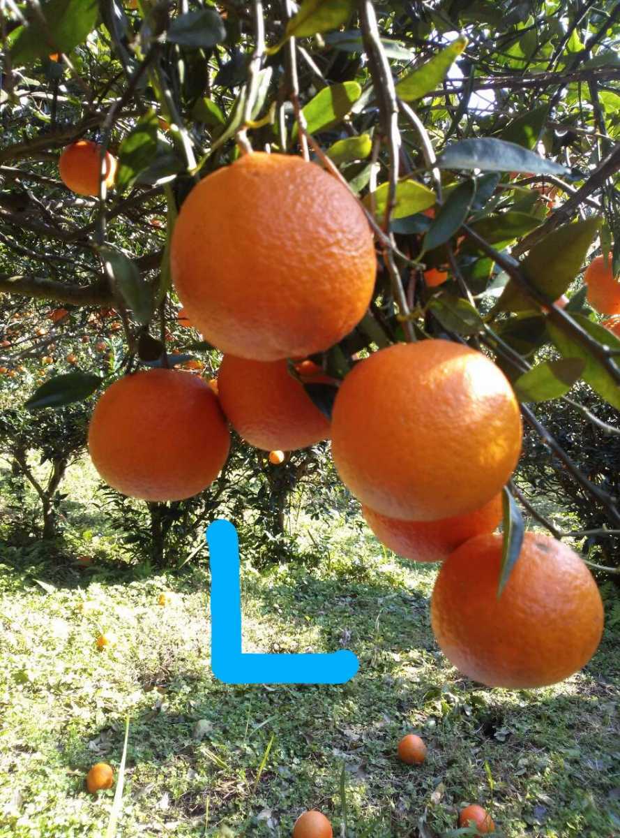 Yahoo!オークション - 屋久島産 無農薬たんかんL 5kg タンカン 送料...