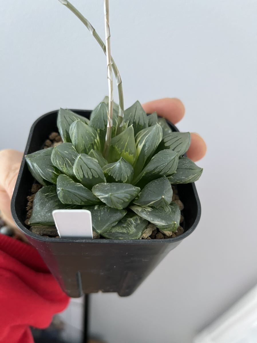 多肉植物 ハオルチア クーペリー錦 極上斑!約8cm苗 オブツーサ 多肉植物 ハオルチア クーペリー錦 極上斑!約8cm苗 オブツーサ