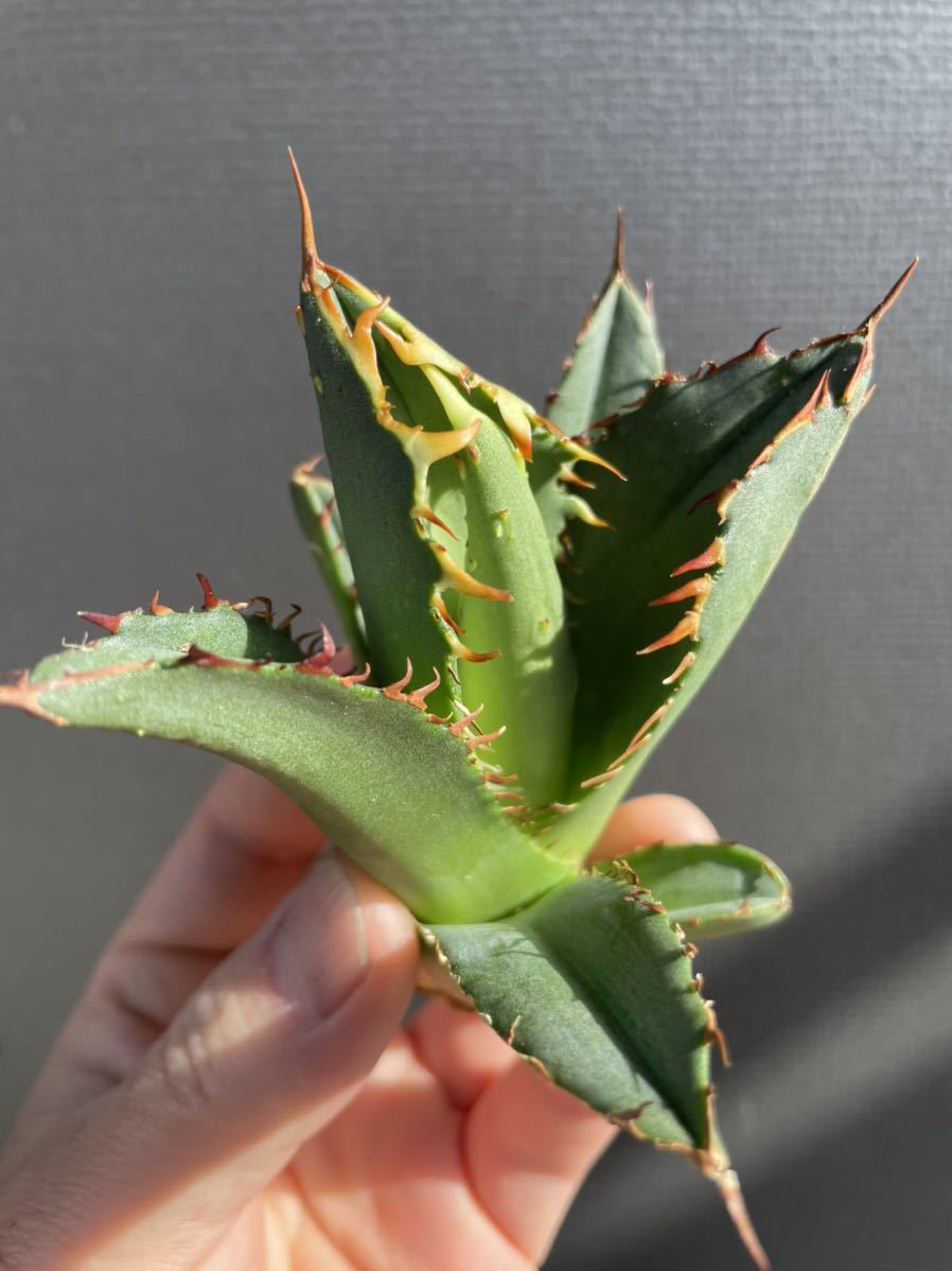 Yahoo!オークション - アガベ チタノタ FO222 ②