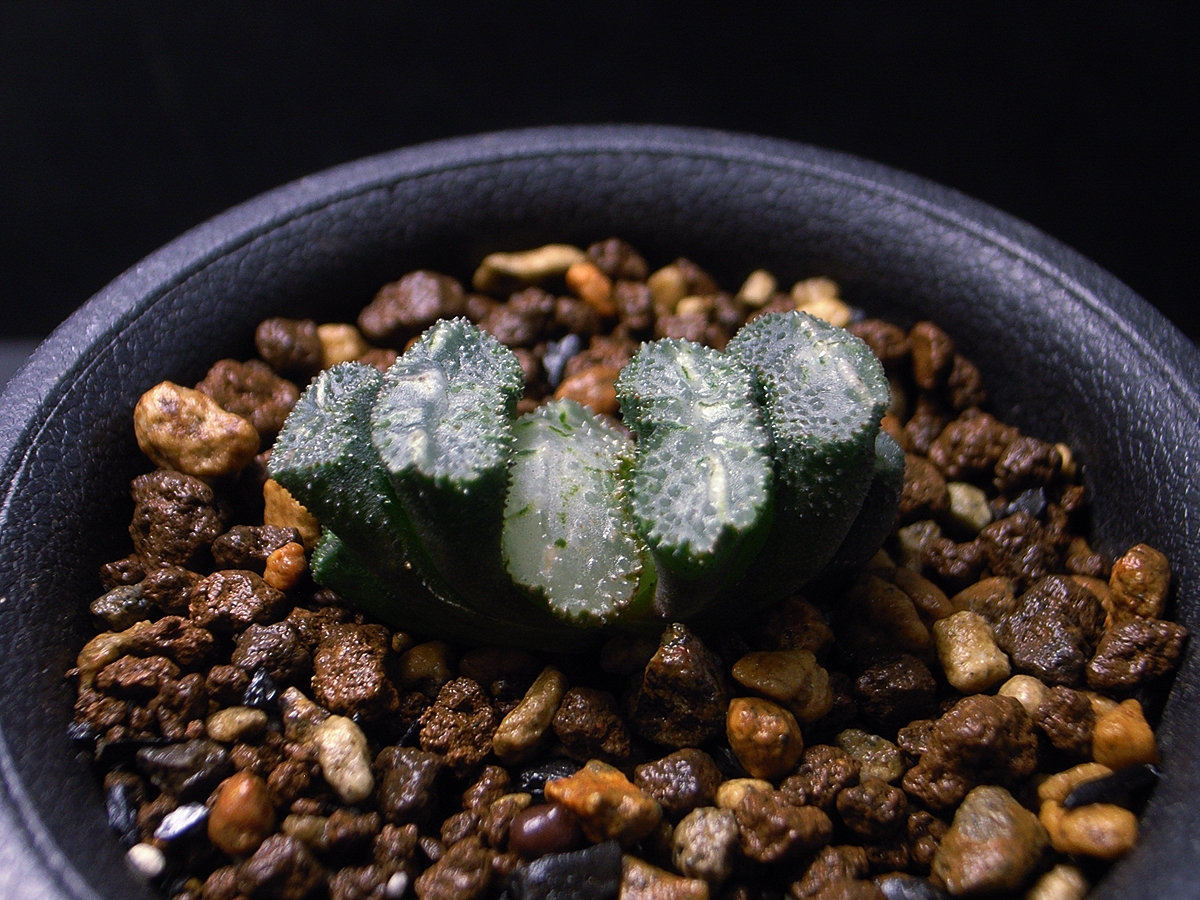 Yahoo!オークション - 【多肉植物】ハオルチア 玉扇 ‘ 荒磯 ‘ / Hawo...