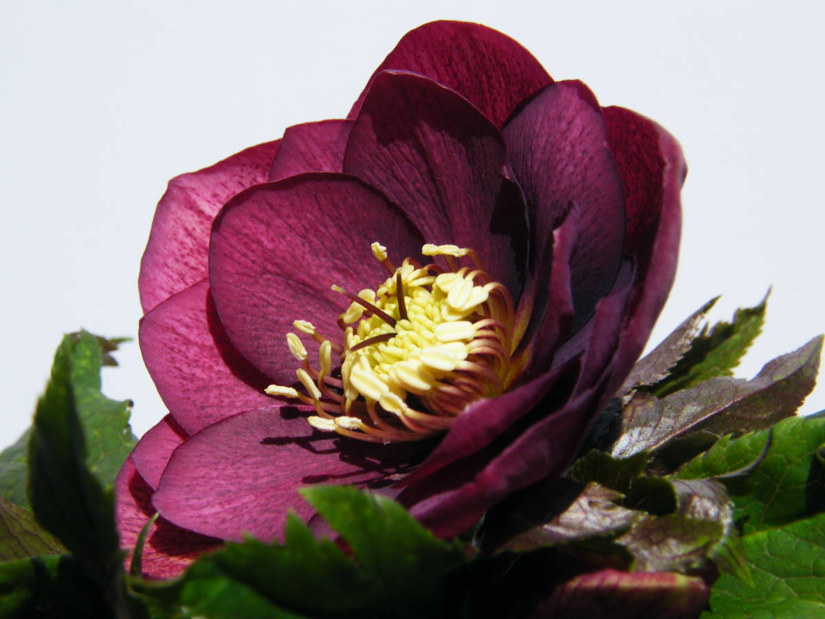 Yahoo!オークション - 開花株 ゴールド ブロッチ dd × G dd hyb ダー...