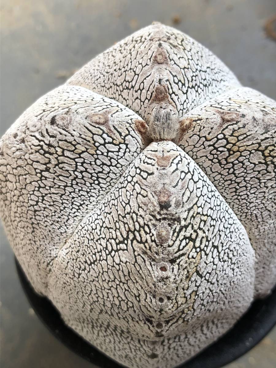 Yahoo!オークション - 多肉植物 サボテン 恩塚ランボ 002