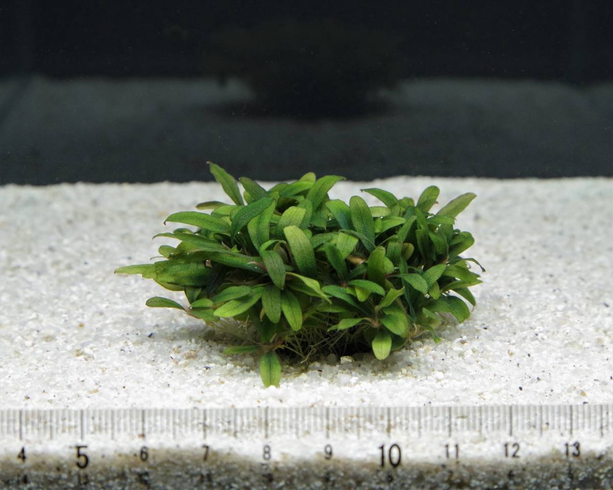 Yahoo!オークション - ブセファランドラ sp. クアラクアヤン (”Buc sp...