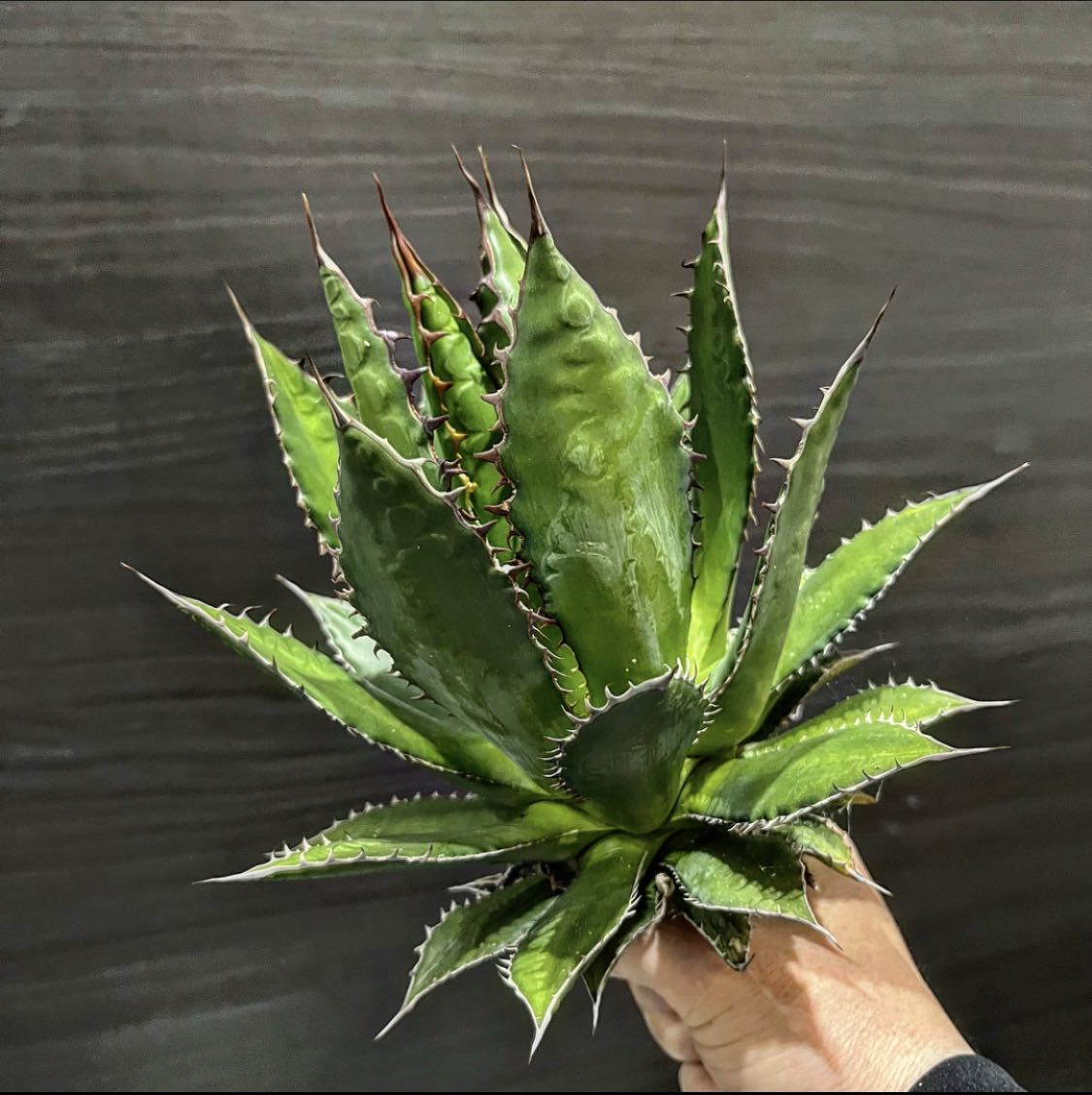 Yahoo!オークション - hp 151 アガベ ホリダ osp育成株 w約20センチ