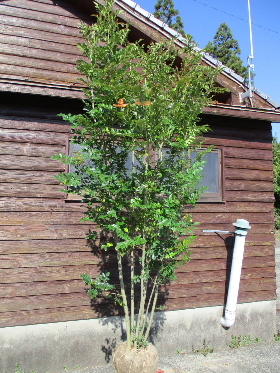 Yahoo!オークション - シンボルツリーに 耐寒性シマトネリコ株立ち H2...