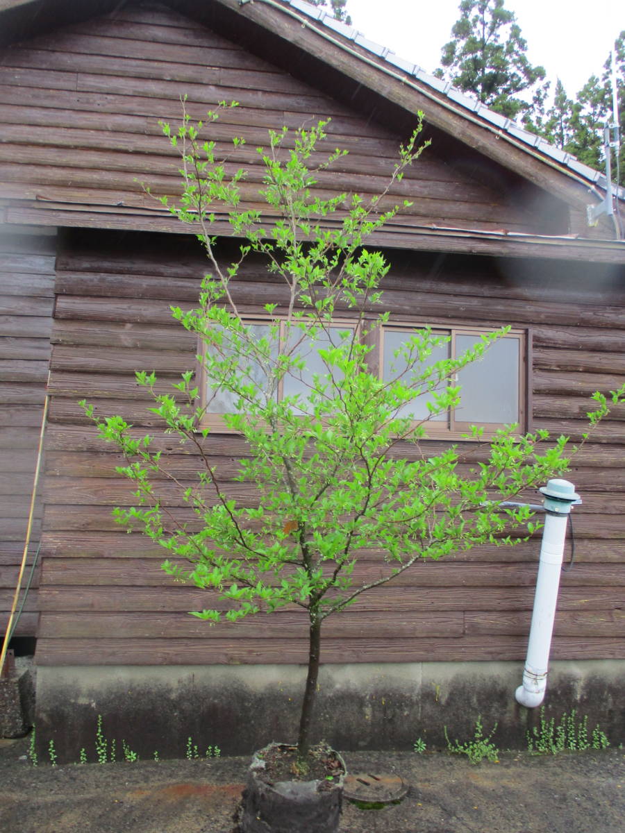 Yahoo!オークション - エゴノキ H2.6m 大人気 3