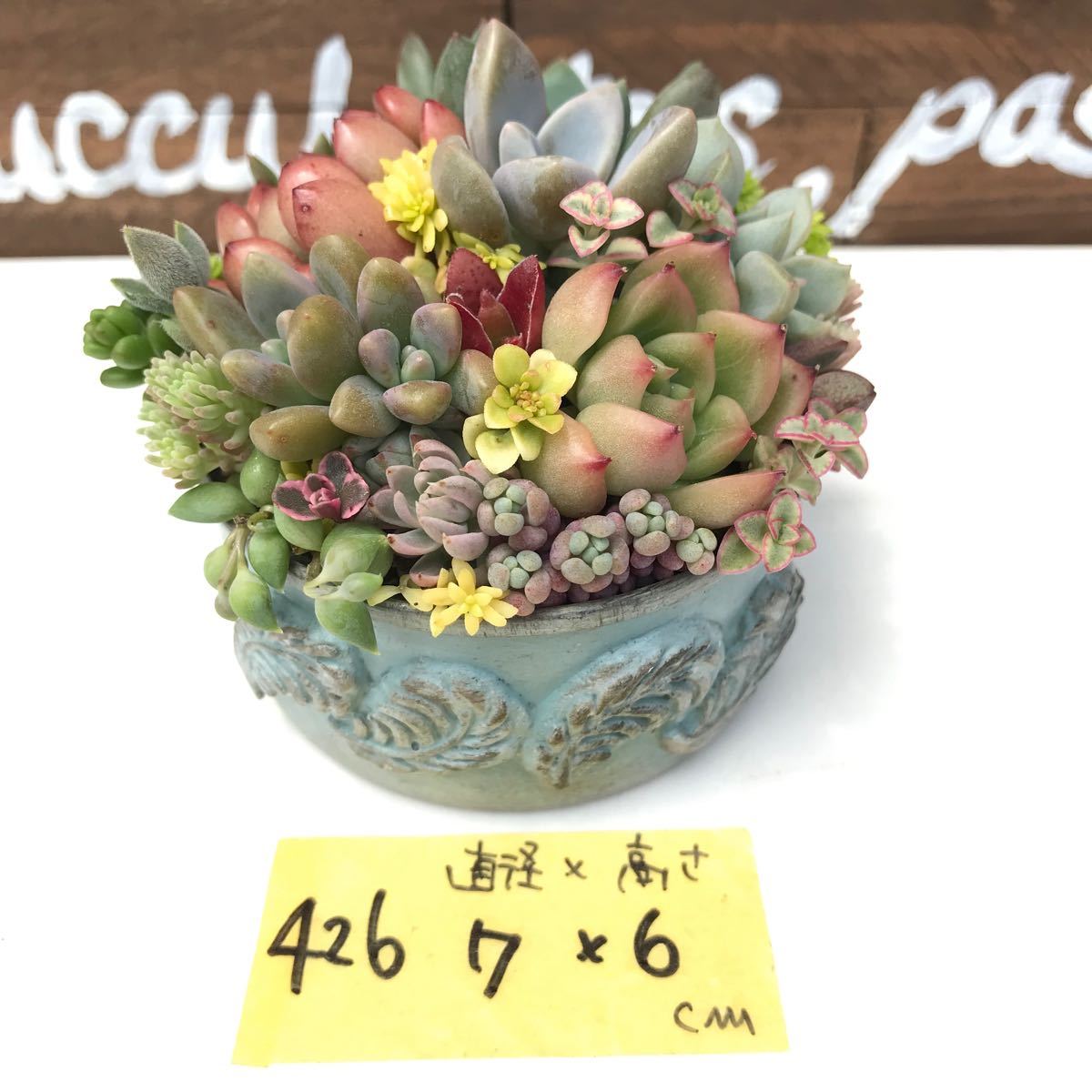 426 そのまま飾れる多肉植物の寄せ植え|Yahoo!フリマ(旧PayPay 426 そのまま飾れる多肉植物の寄せ植え|Yahoo!フリマ(旧PayPay
