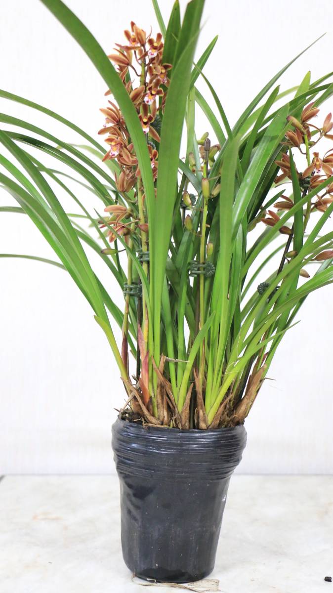 Yahoo!オークション - 【無農薬】キンリョウヘン 金稜辺 6本立 咲き始...