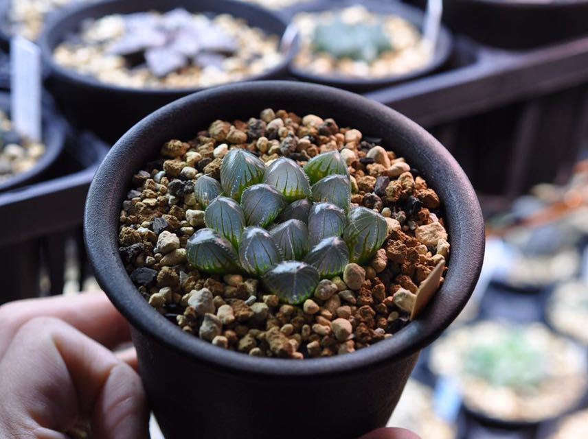 Yahoo!オークション - 22.40 H.hyb (cooperi×venusta) ハオルチア交...