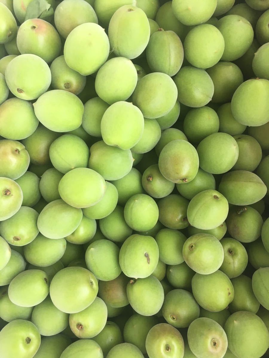 Yahoo!オークション - g067青いダイヤ 古城梅 1kg 2L 梅酒専用 青梅 和...