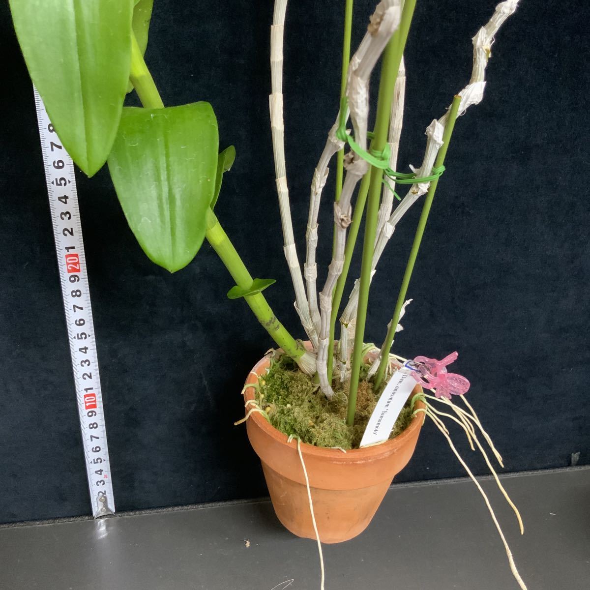 Yahoo!オークション - (^ ^)(133)Den. anosmum ‘Yamamoto’ 世界のJY