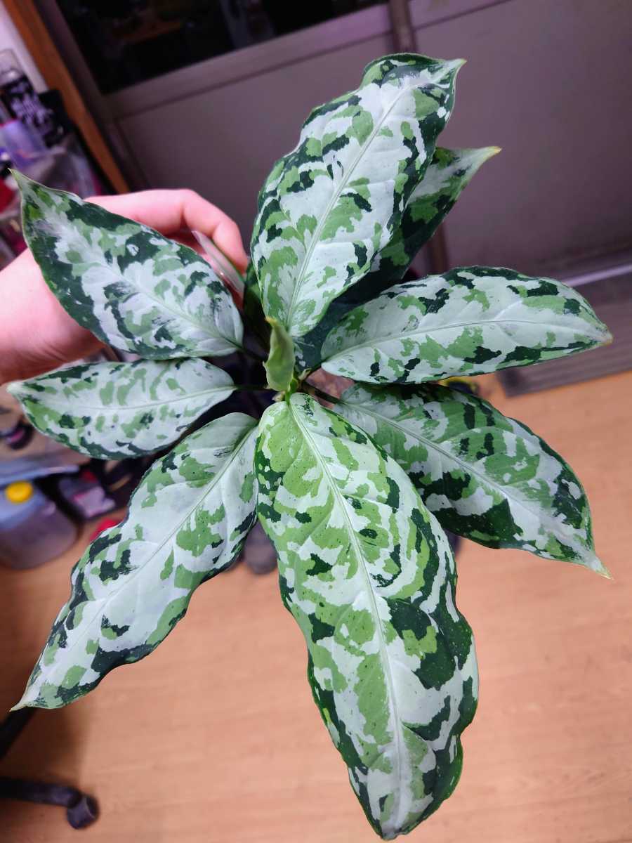 アグラオネマ ピクタム 柳緑花紅 りゅうりょくかこう LA便 アグラオネマ ピクタム 柳緑花紅 りゅうりょくかこう LA便