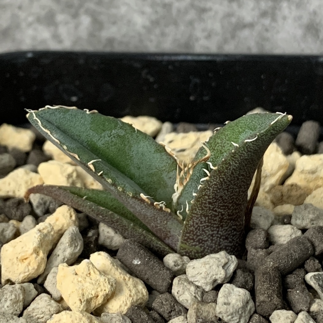 P9019】【台湾産新種!超希少チタノタ】 アガベ チタノタ 巨獣 P9019】【台湾産新種!超希少チタノタ】 アガベ チタノタ 巨獣