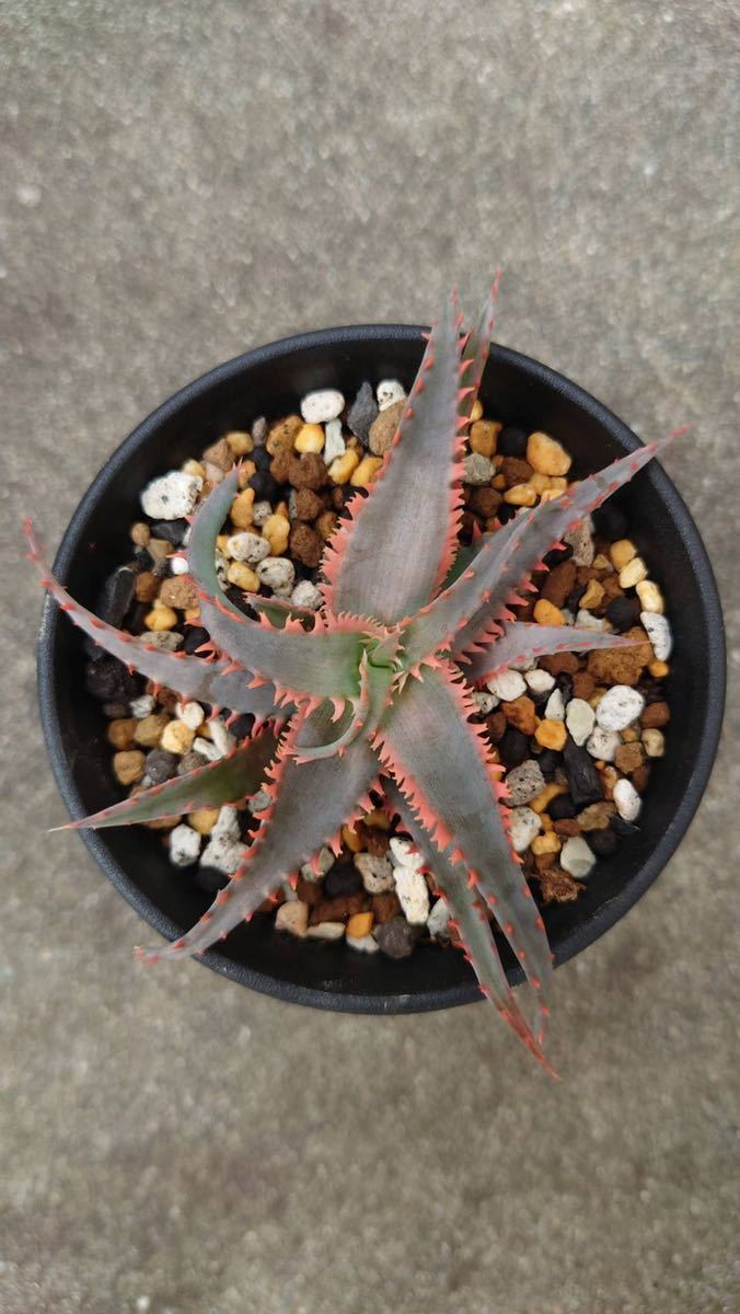 Yahoo!オークション - アロエ tct Aloe tct hybrid コンパクト極美種 ...