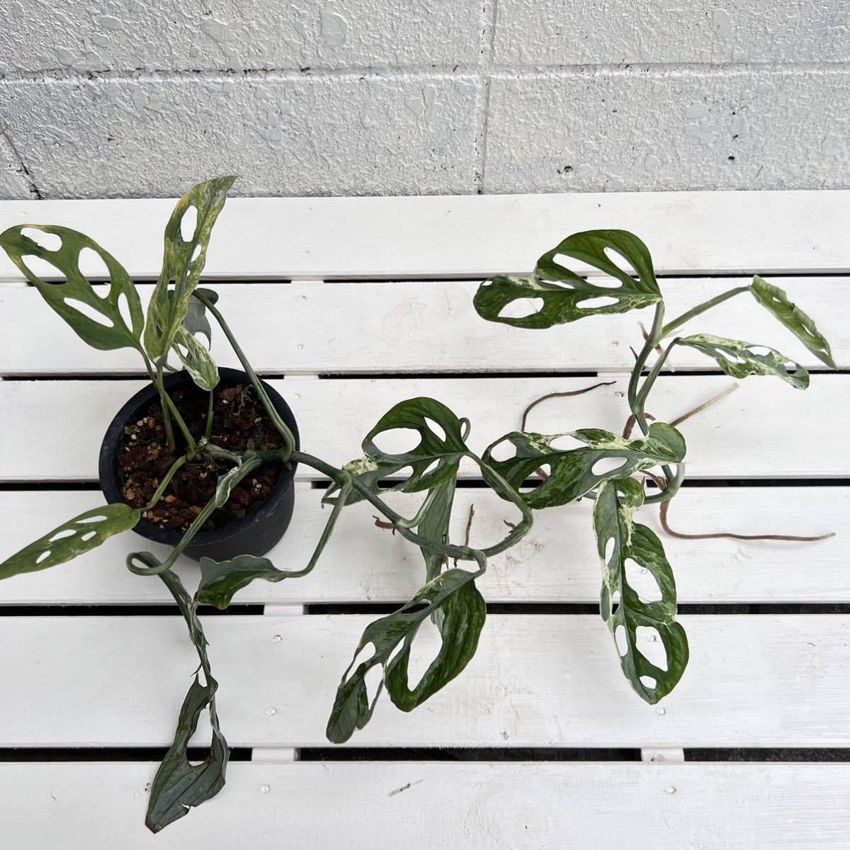 KhK-03》親株Monstera adansonii variegata “mint” モンステラ KhK-03》親株Monstera adansonii variegata “mint” モンステラ