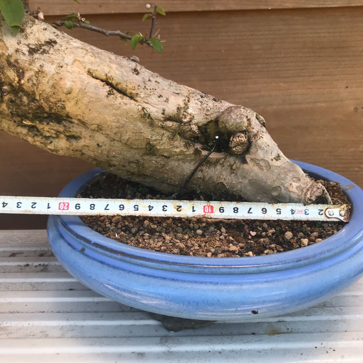 ブーゲンビリア 盆栽ブーゲンビレア 観葉植物 塊根植物 ブーゲンビリア 盆栽ブーゲンビレア 観葉植物 塊根植物