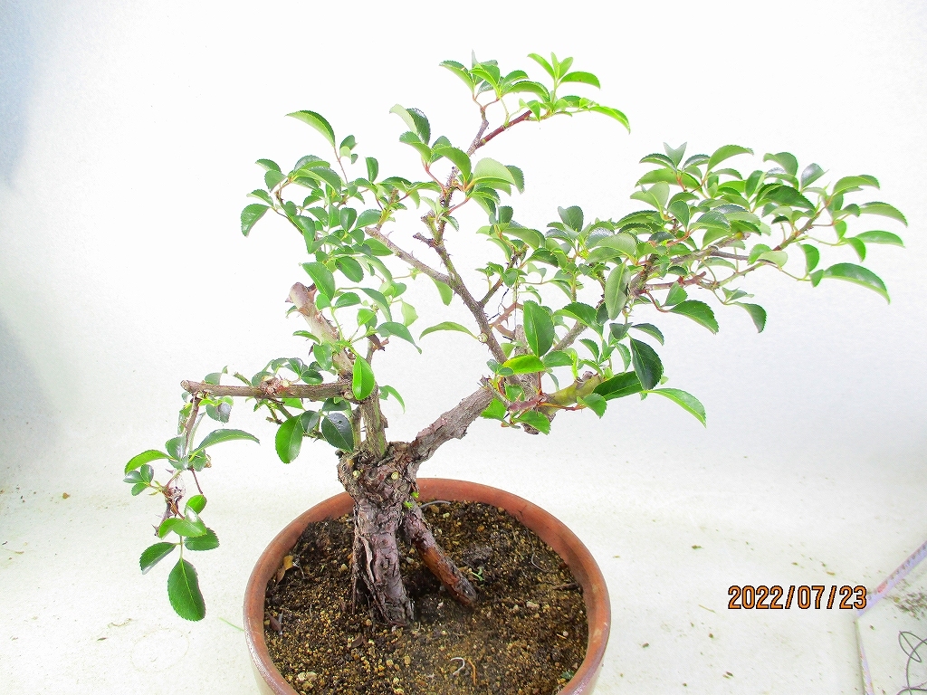 Yahoo!オークション - [野風盆栽流通] ナニワイバラ (7486駄温鉢)全高 ...