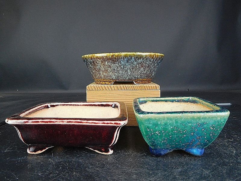 Yahoo!オークション - 【盆栽 樂屋】 相羽鴻陽 色鉢3鉢組 A89 (人気柚...