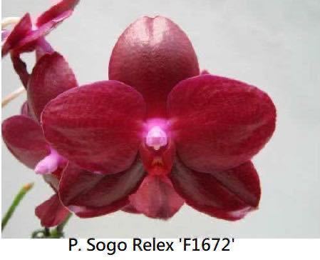 Yahoo!オークション - (^ ^)(402)新入荷 P. Sogo Relex 'F1672'