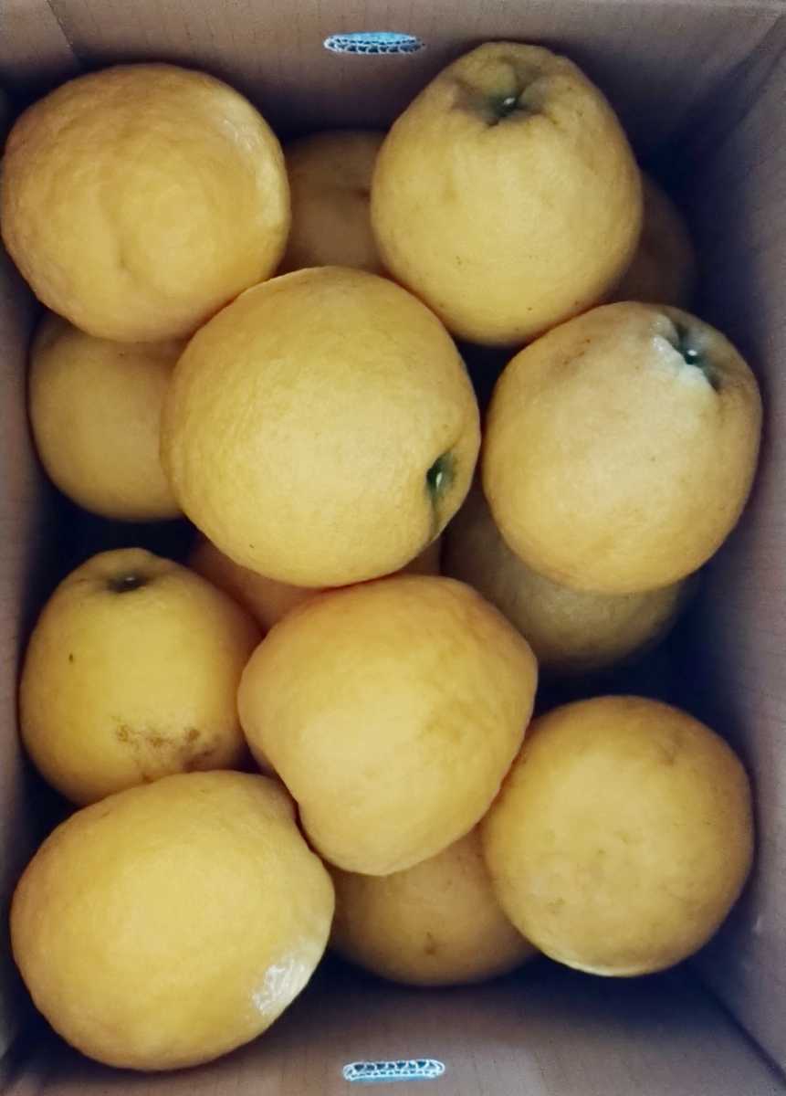 Yahoo!オークション - 大玉(4L＋4L)約20kg熊本県産河内晩柑(ジューシー...