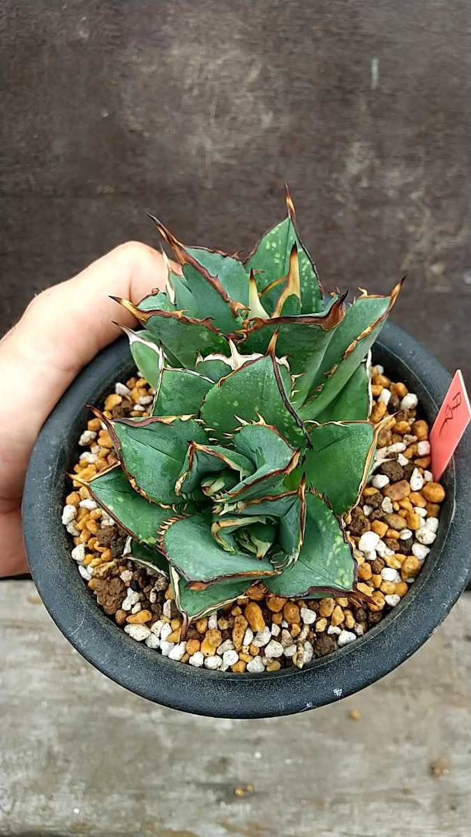 Yahoo!オークション - NS 特選3HEAD agave titanota Tower of babel