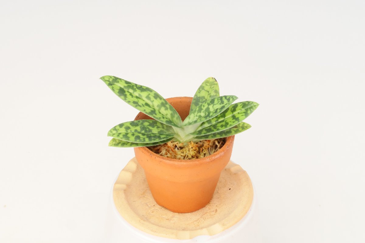 Yahoo!オークション - 洋蘭 パフィオ TA8678 VS14-77 Paph. sukhakulii...